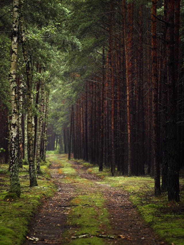 Understanding Green Burial: A Guide to Eco-Friendly Funerals